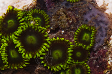 Laser Lemon Zoanthids with Purple Sponge - Zoanthus spp.